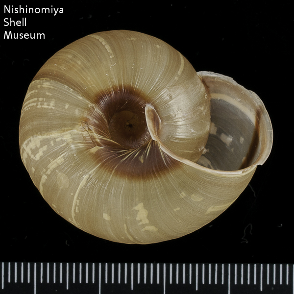 標本データ詳細画面