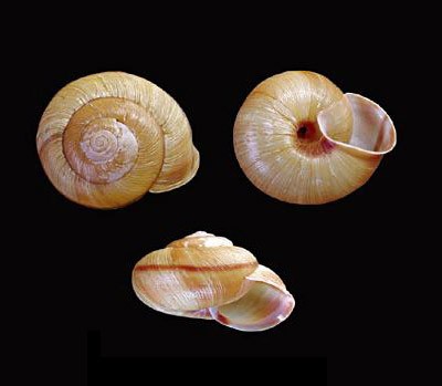 市内で見られる貝(写真)