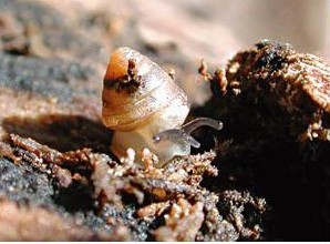 市内で見られる貝(写真)