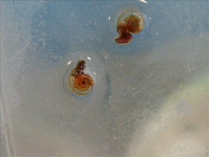 市内で見られる貝(写真)