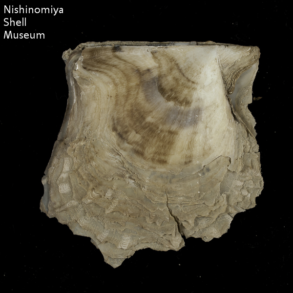 標本データ詳細画面