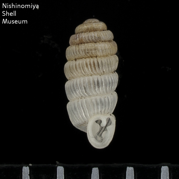 標本データ詳細画面