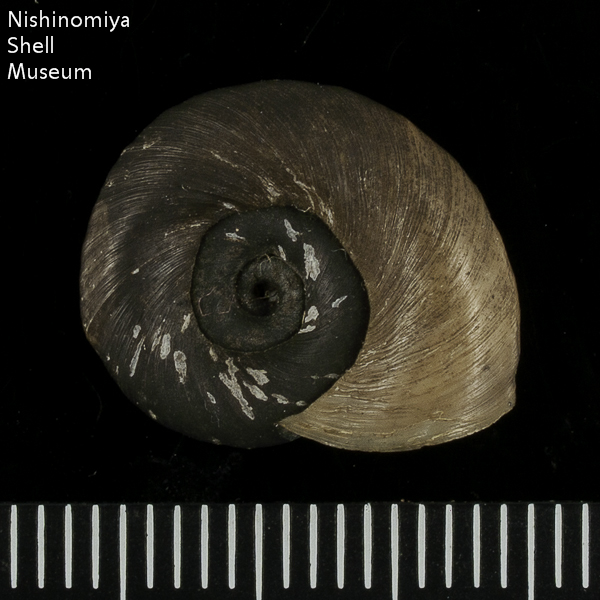 標本データ詳細画面