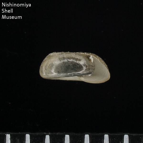 標本データ詳細画面