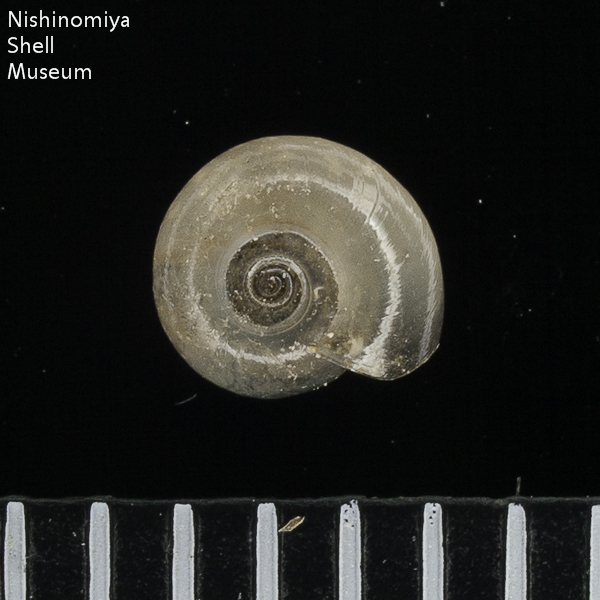 標本データ詳細画面