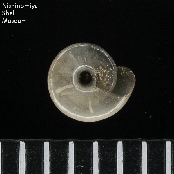 標本データ詳細画面