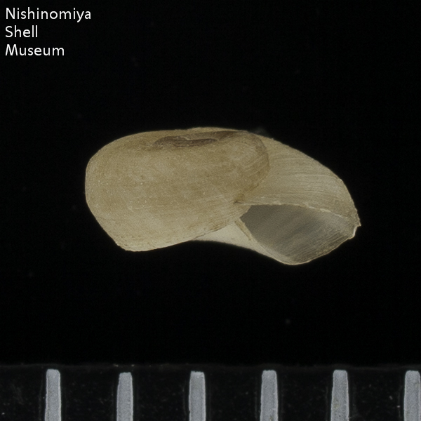 標本データ詳細画面