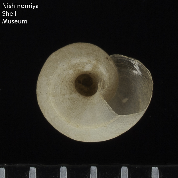 標本データ詳細画面